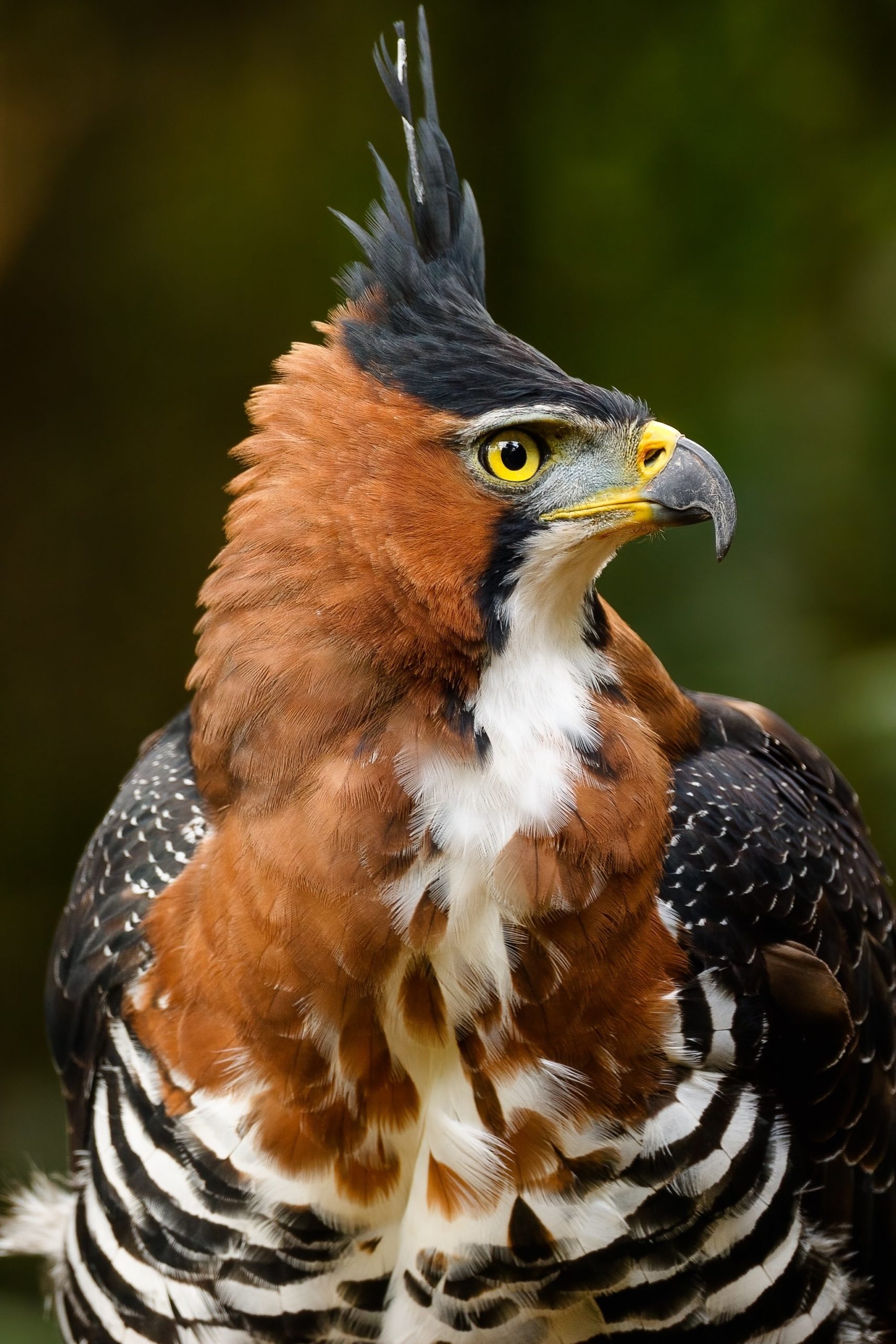 Masterclass RAPACES – Fanny Marchal